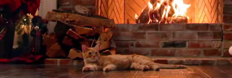 Hallmark Holiday Yule Log (2014) - Cinema Cats