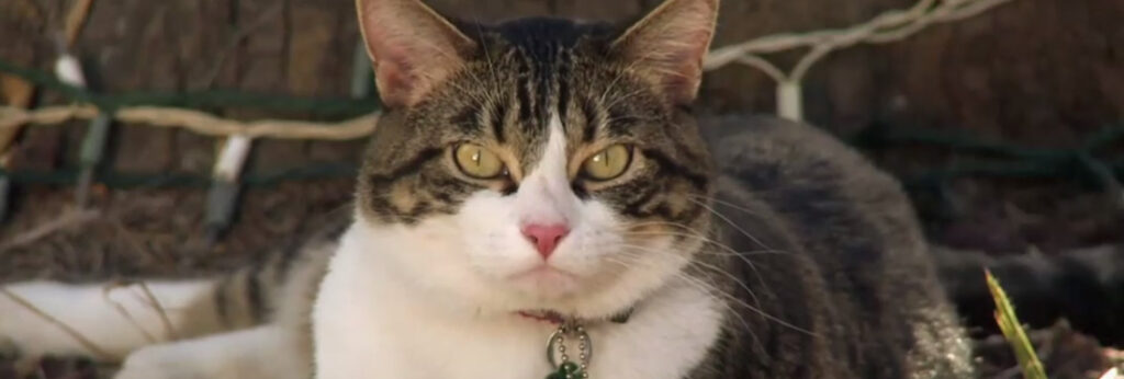 A Talking Cat!?! (2013) - Cinema Cats