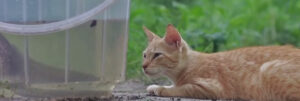 Hope (2018) - Cinema Cats