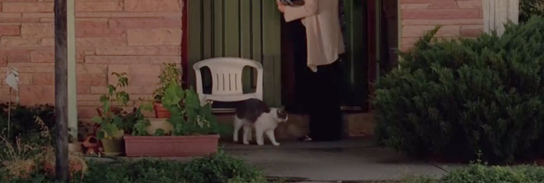 Cat Breaking Bad
