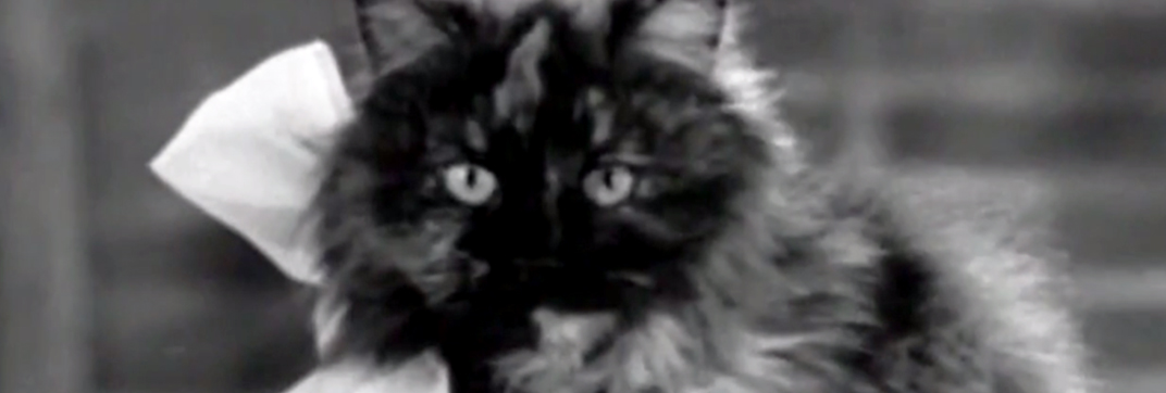 It's Showtime (1976) - Cinema Cats