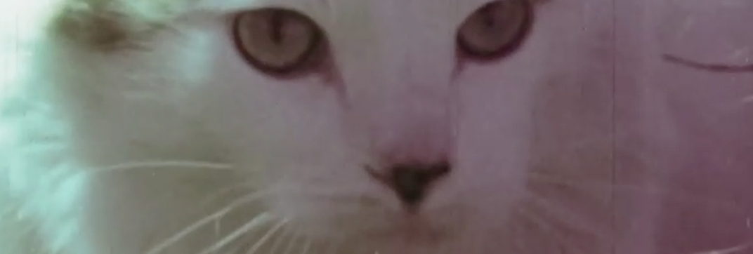 The Undertaker and His Pals (1966) - Cinema Cats