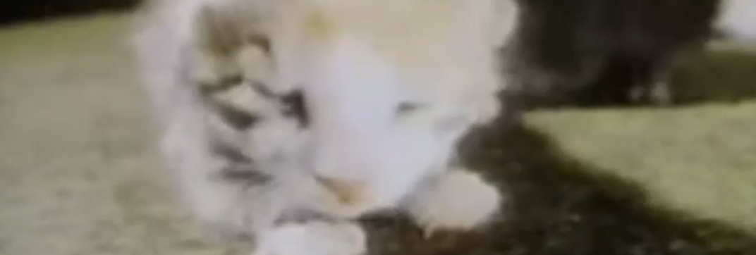 Captain Kangaroo - "Dolly Parton Visits" - Cinema Cats