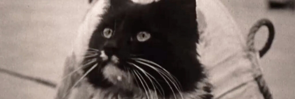Churchill and the Movie Mogul (2019) - Cinema Cats