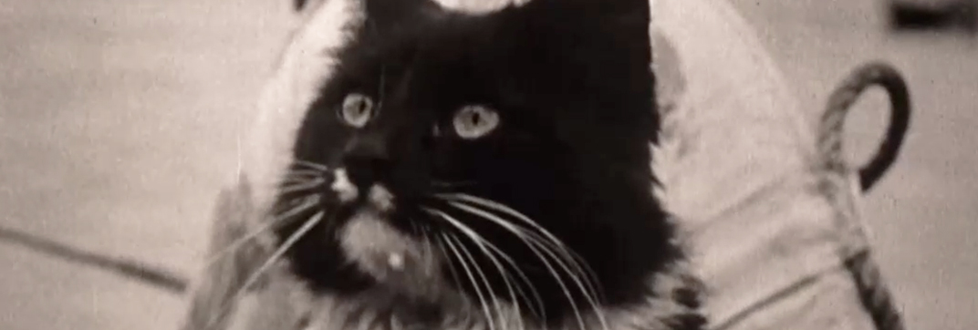 Churchill and the Movie Mogul (2019) - Cinema Cats