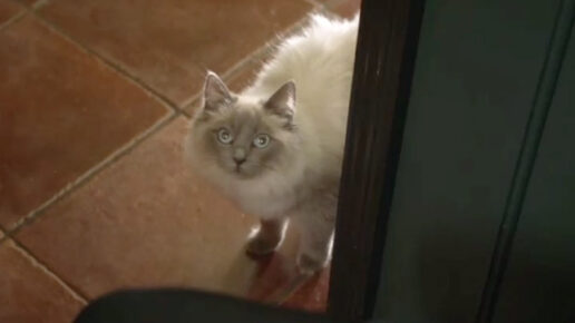 Ragdoll Archives - Cinema Cats