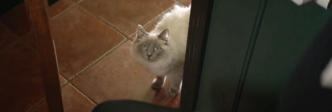 Fleabag - "Episode 1.5" - Cinema Cats