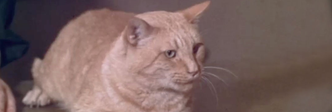 Green Acres - "Enterprising Eb" - Cinema Cats