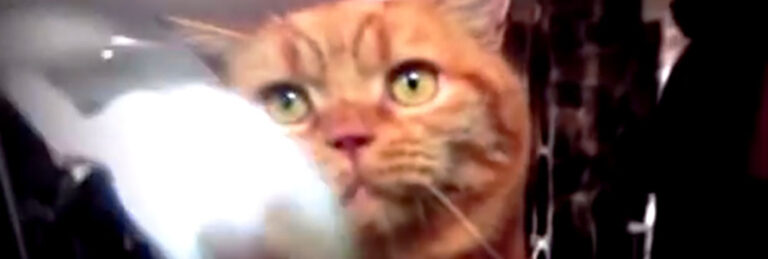 It's All Been Done (1998) - Cinema Cats