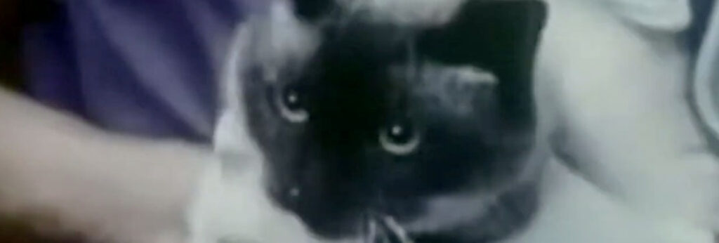 Mooch (1974) - Cinema Cats