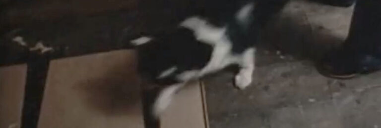 Scream Time (1983) - Cinema Cats