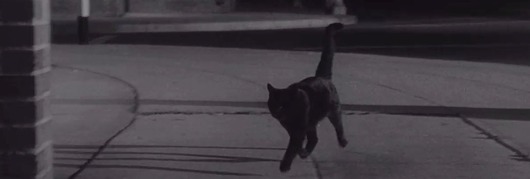 The Night Walker (1964) - Cinema Cats