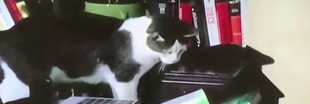 Mannix: The Survivor Who Wasn't - Cinema Cats