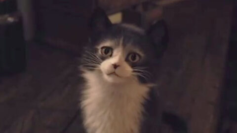 pinocchio Archives - Cinema Cats