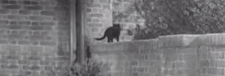 Demobbed (1943) - Cinema Cats