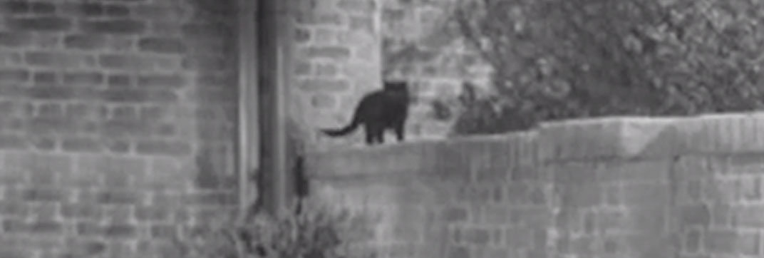 Demobbed (1943) - Cinema Cats