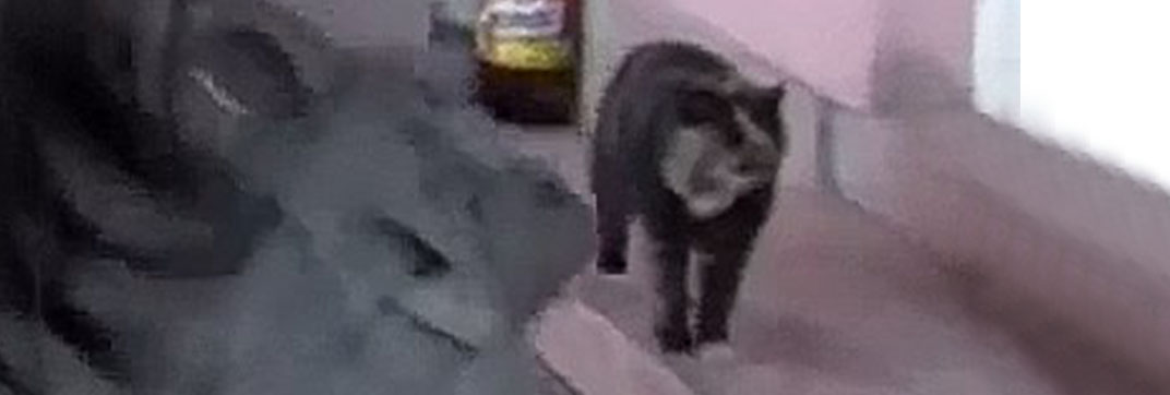Be My Cat: A Film For Anne (2015) - Cinema Cats