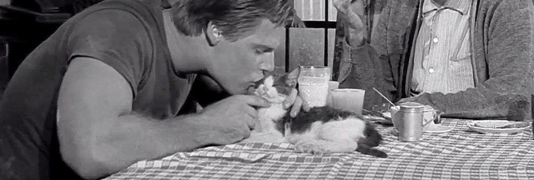 Faster Pussycat Kill Kill 1965 Cinema Cats