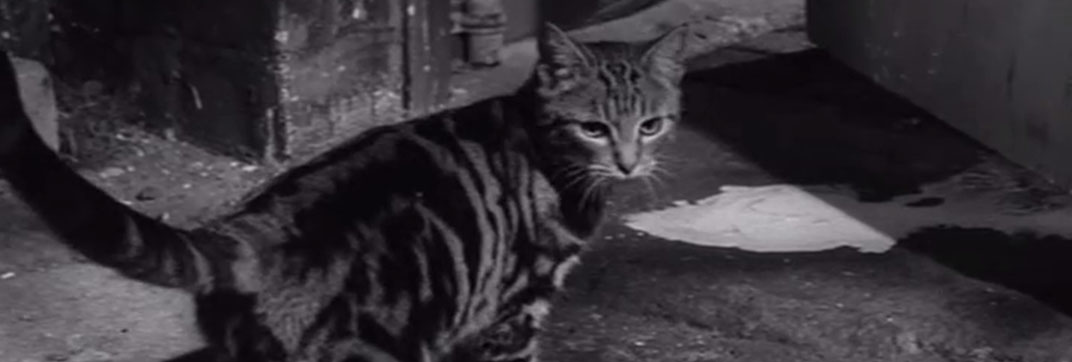 Two Left Feet (1965) - Cinema Cats