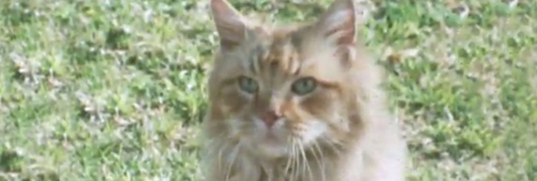 Alexander Baxter (1985) - Cinema Cats