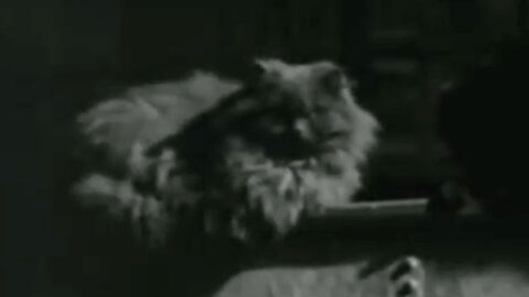 Jennie Archives - Cinema Cats