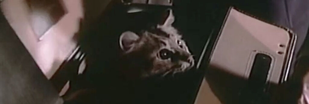 Matlock - "The Dare" - Cinema Cats