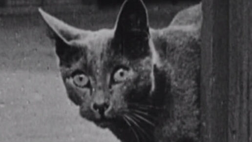 Cat Actor Profile Archives - Cinema Cats