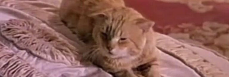 Beau James (1957) - Cinema Cats