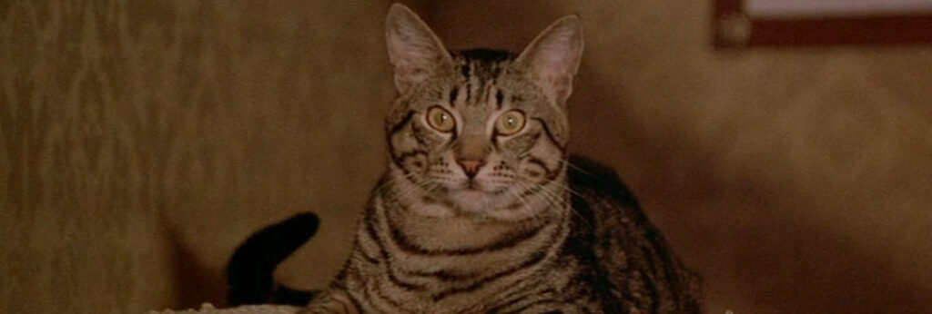 Allonsanfàn (1974) - Cinema Cats