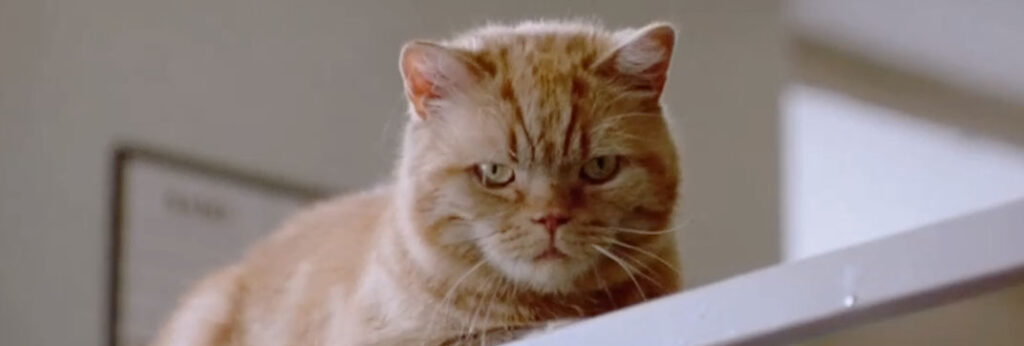 The Minus Man (1999) - Cinema Cats