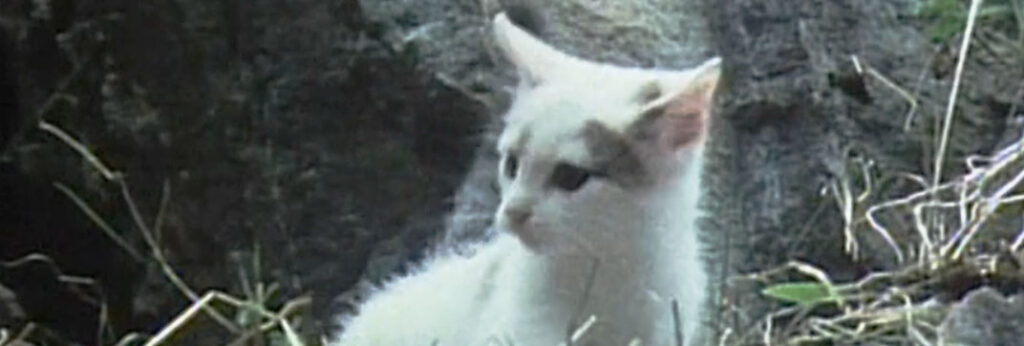 Treasures of the Snow (1983) - Cinema Cats