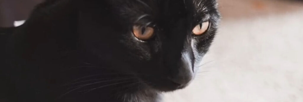 Howard Original (2020) - Cinema Cats