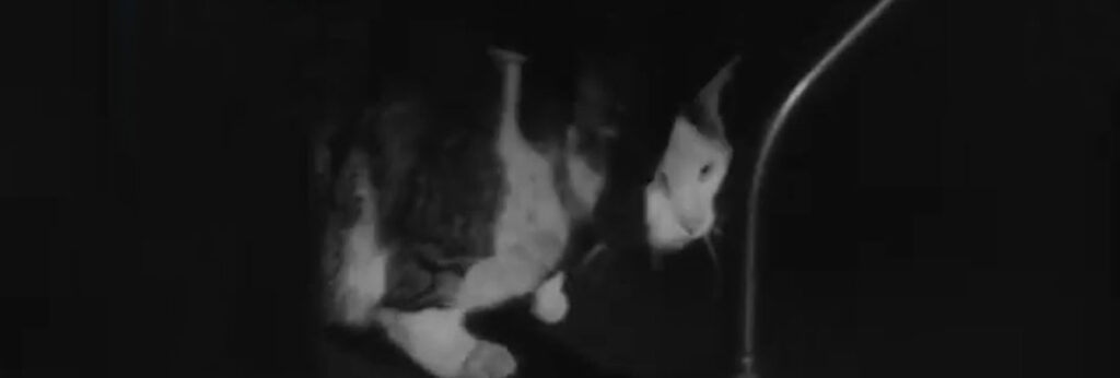 Night Watchman (1949) - Cinema Cats