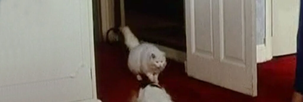 Craze (1974) - Cinema Cats