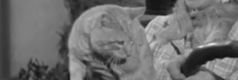 The Beverly Hillbillies - "The Big Bank Battle" - Cinema Cats