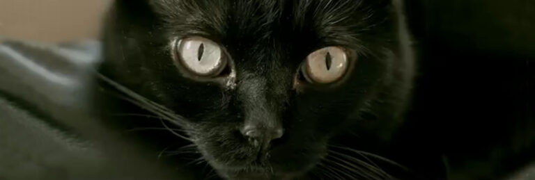 Black Cat (2017) - Cinema Cats