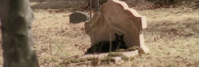 The House by the Cemetery (1981) - Cinema Cats