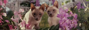 Ping! (2000) - Cinema Cats